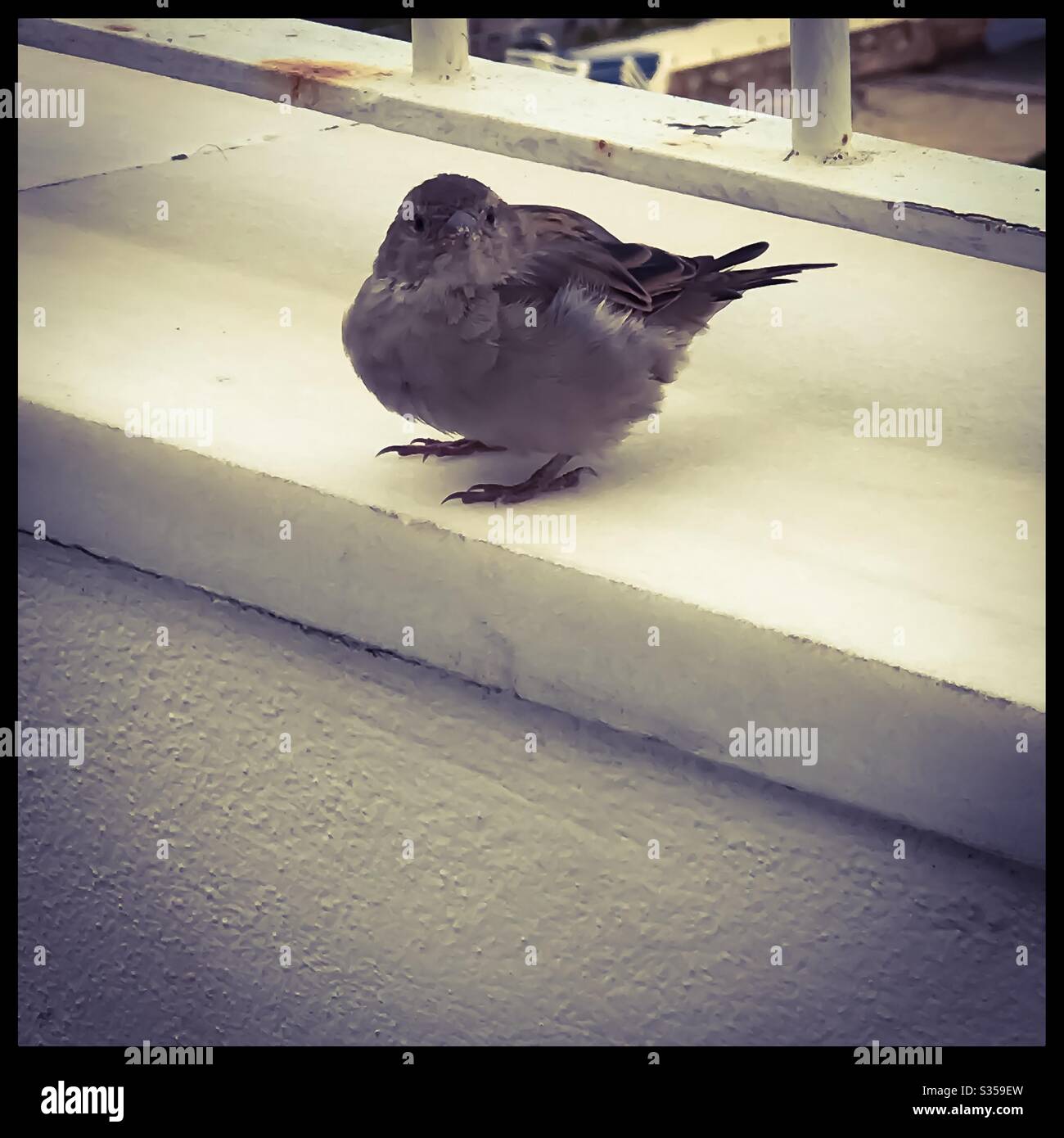 Ruffled bird hi-res stock photography and images - Alamy