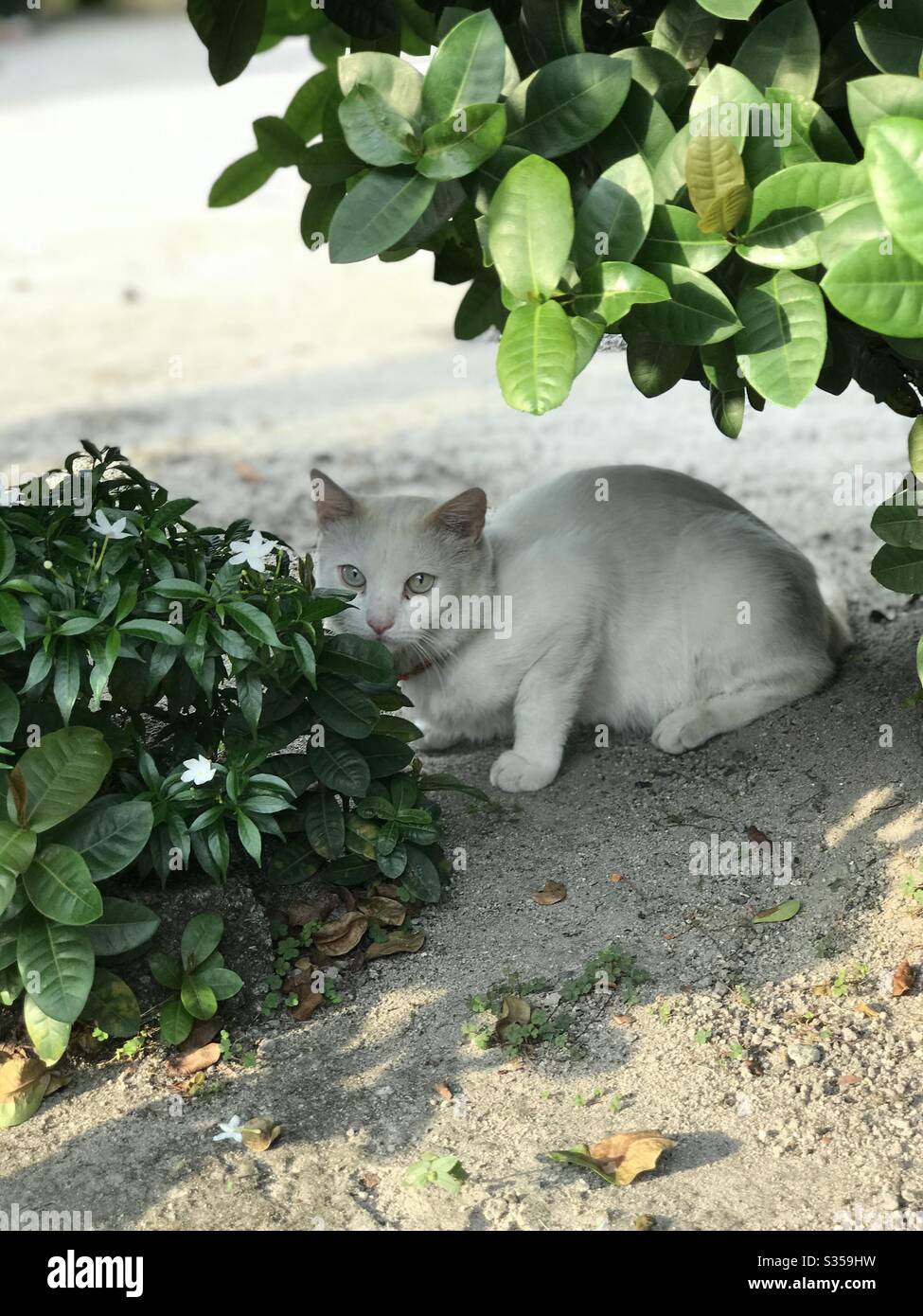 Cat road hi-res stock photography and images - Alamy