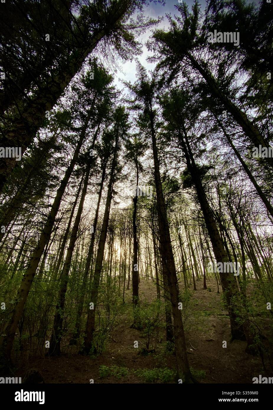 Spring time woods hi-res stock photography and images - Alamy