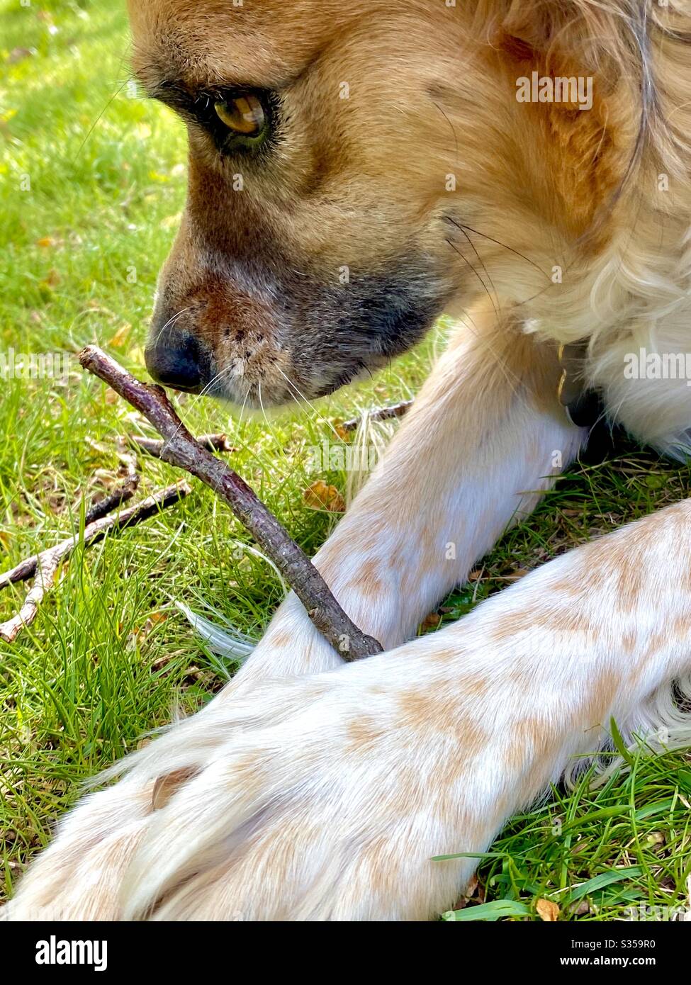Yard stick hi-res stock photography and images - Alamy