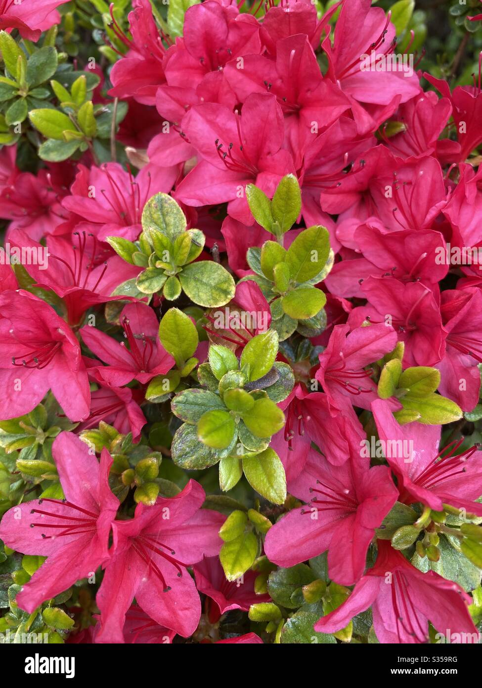 Azalea bush hi-res stock photography and images - Alamy