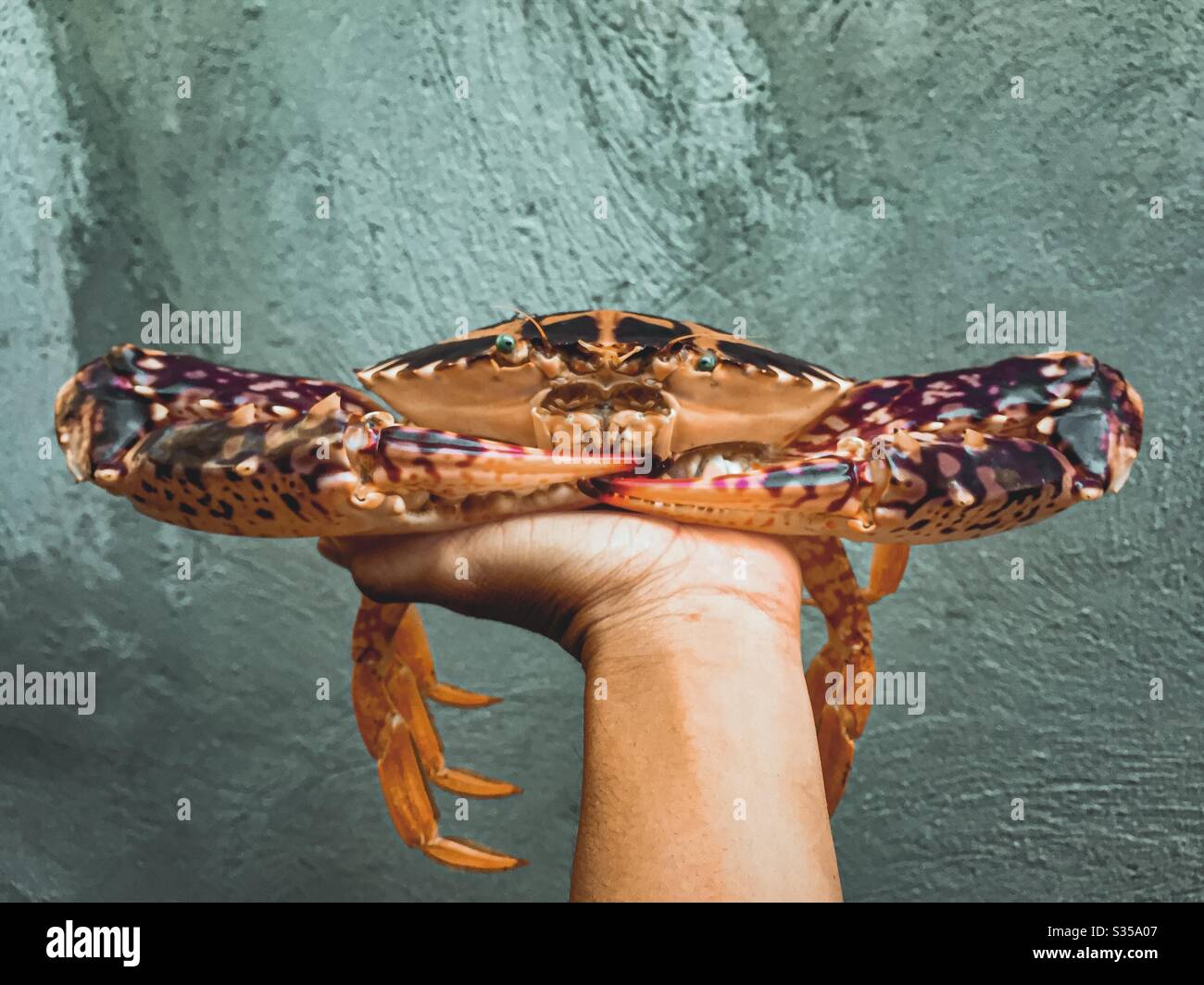 Crucifix crab hi-res stock photography and images - Alamy