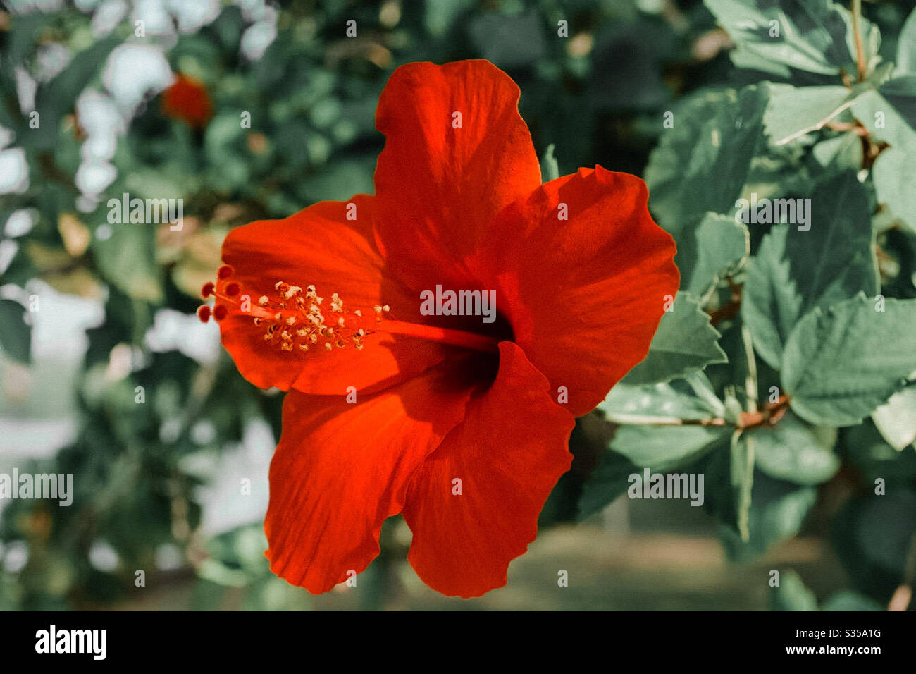 Garden red flower hi-res stock photography and images - Alamy