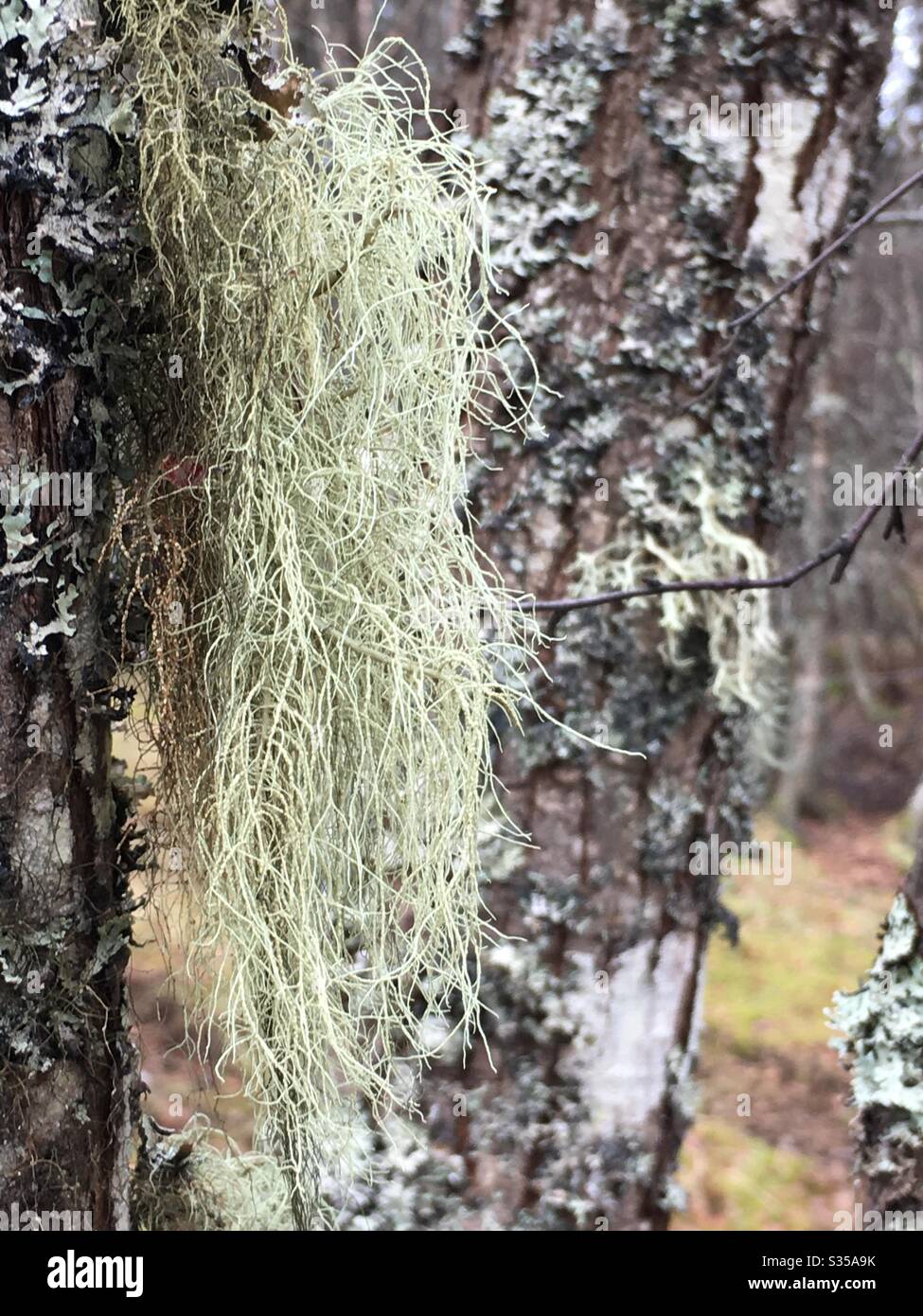 Lichen woodland hi-res stock photography and images - Alamy