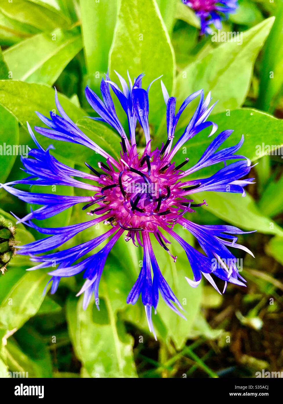 Pink Corn Flowers High Resolution Stock Photography and Images - Alamy
