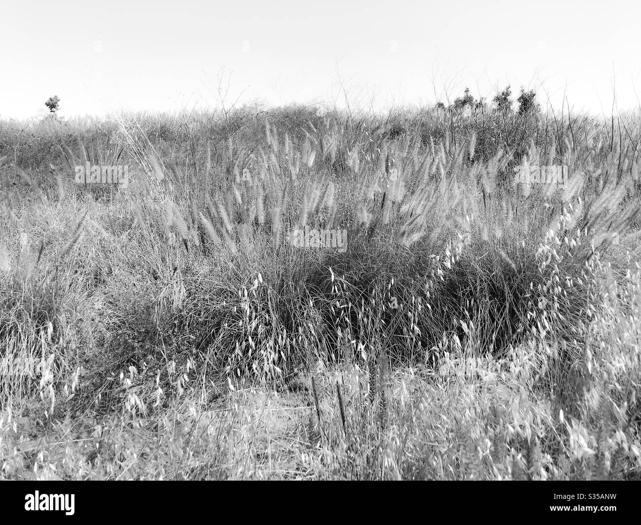 Grass Black And White