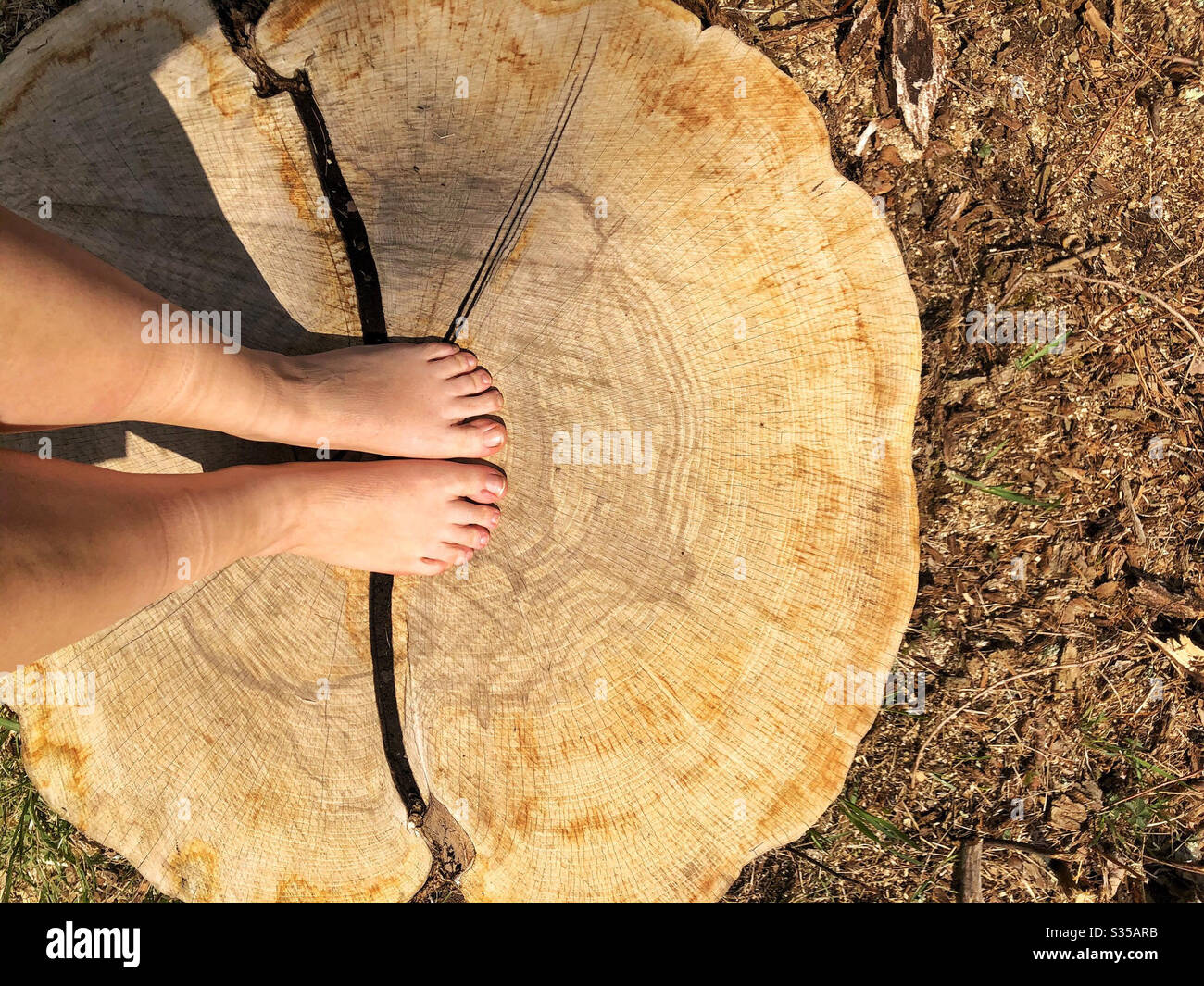 Woman standing on crack in tree stump with bare feet Stock Photo - Alamy