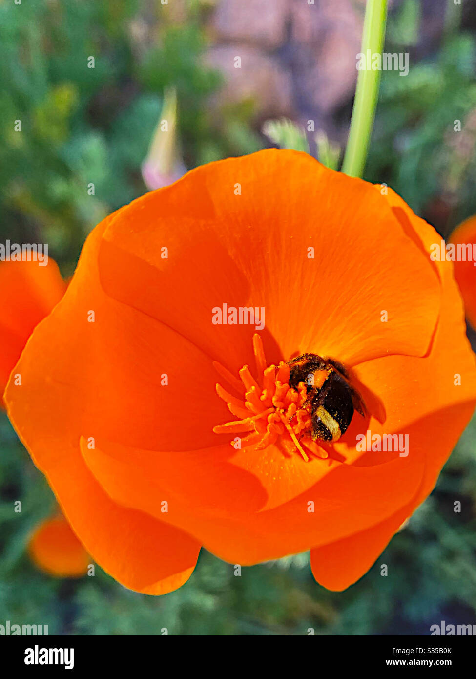 Poppy birds hi-res stock photography and images - Alamy