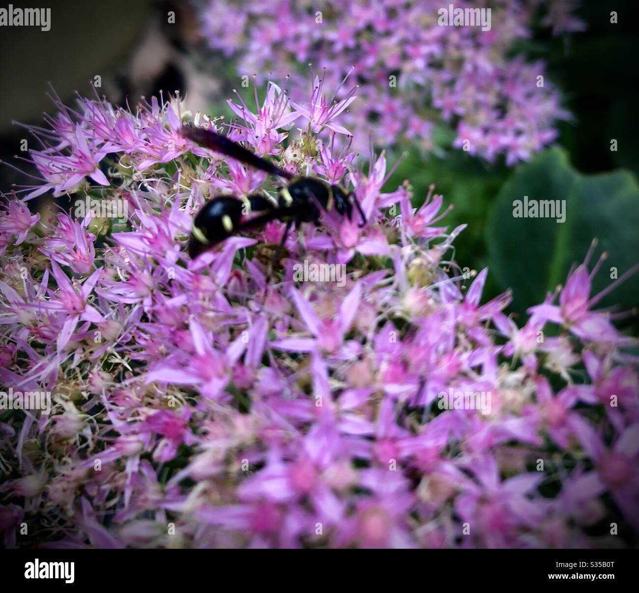 Insect, hornet, purple flowers, nectar, closeup, Midwest, nature ...