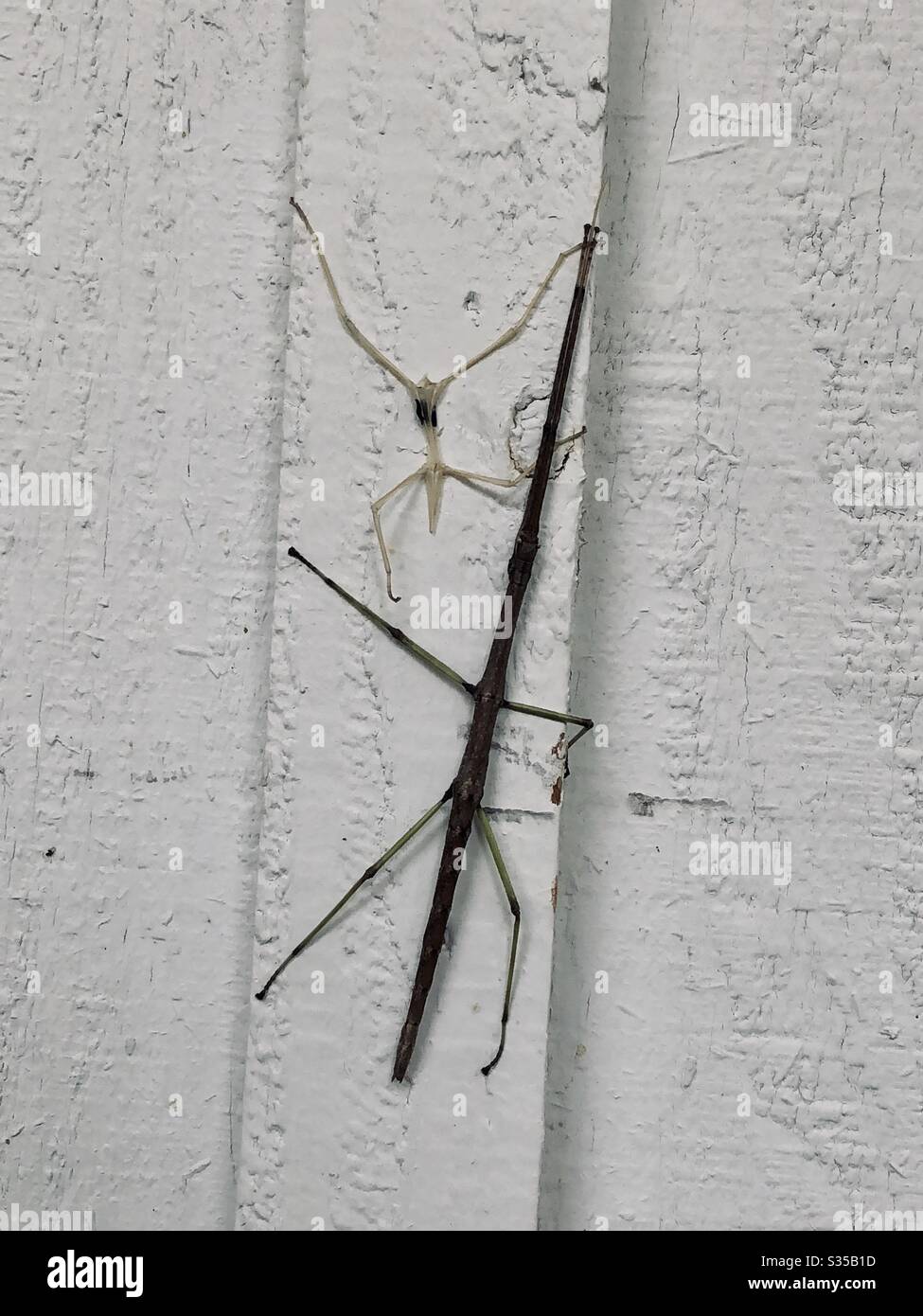 Male and female stick insect hi-res stock photography and images - Alamy