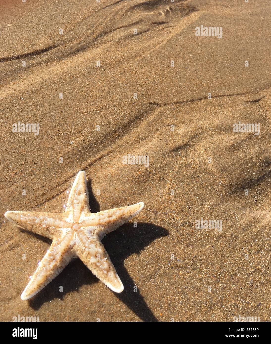 Starfish on sand beach at the scottish coast hi-res stock photography ...