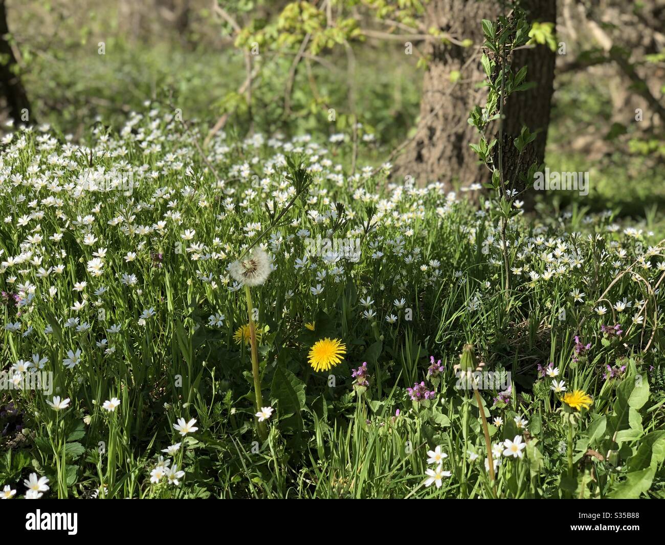 Sun flower tree hi-res stock photography and images - Alamy