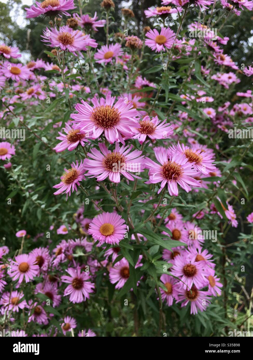 Michaelmas daisies growing Stock Photo - Alamy