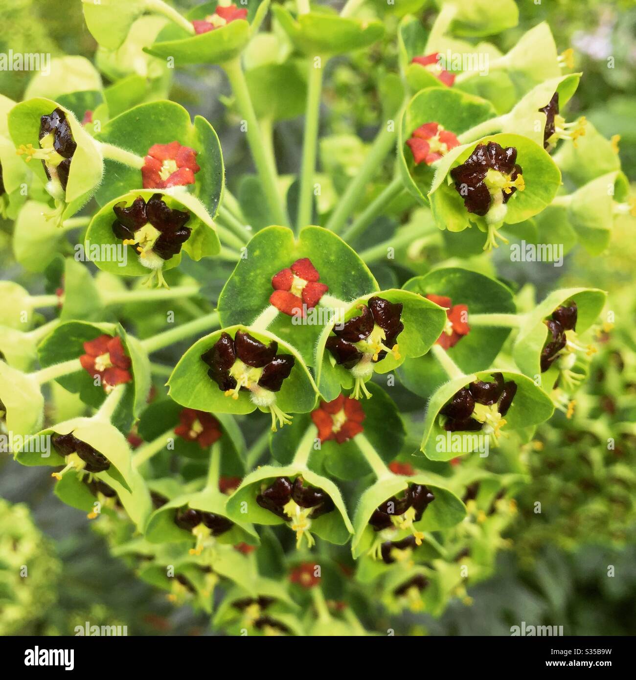 Black pearl flower hi-res stock photography and images - Alamy