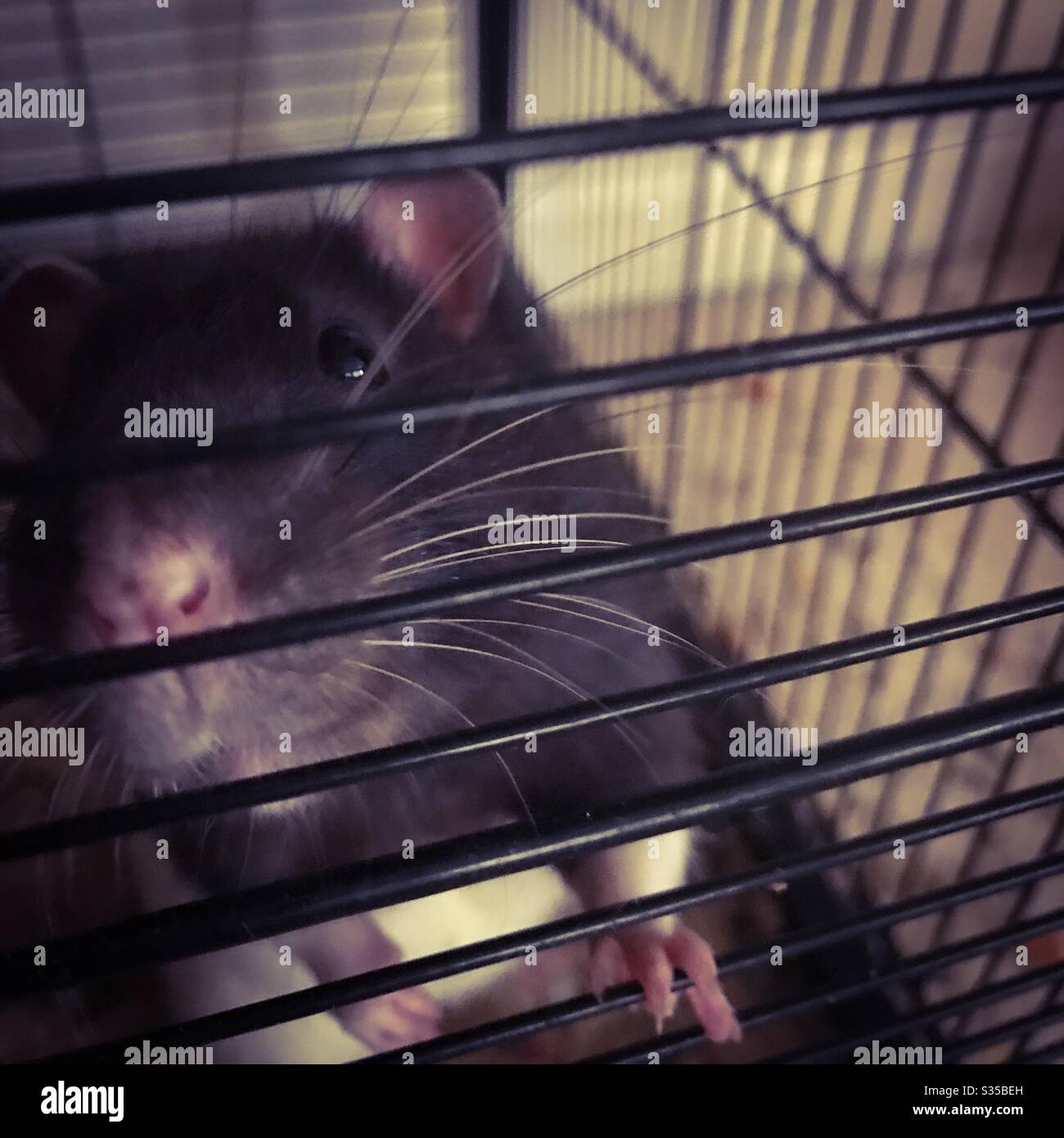 Pet rat in cage Stock Photo - Alamy