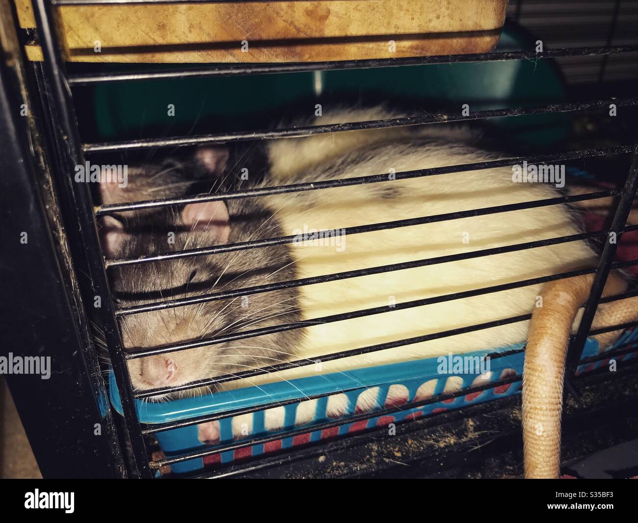 Pet rats in cage Stock Photo - Alamy