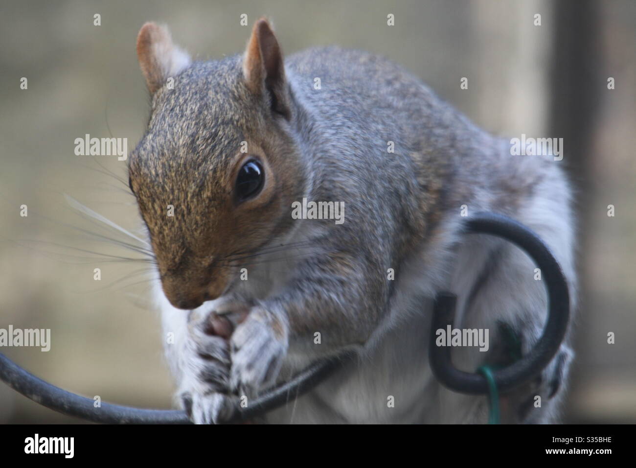 Squirrel, & it’s nuts Stock Photo - Alamy