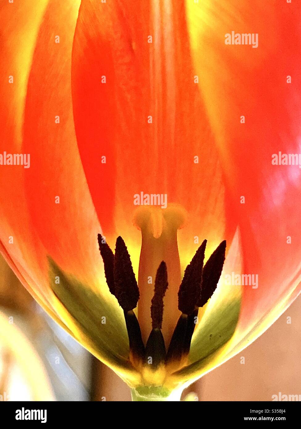 Tulip fire hi-res stock photography and images - Alamy
