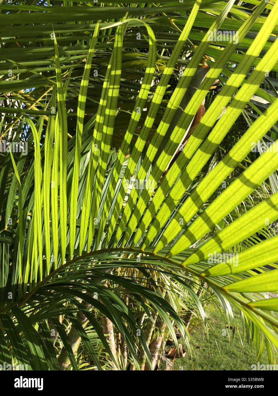 Hawaiian leaf hi-res stock photography and images - Alamy