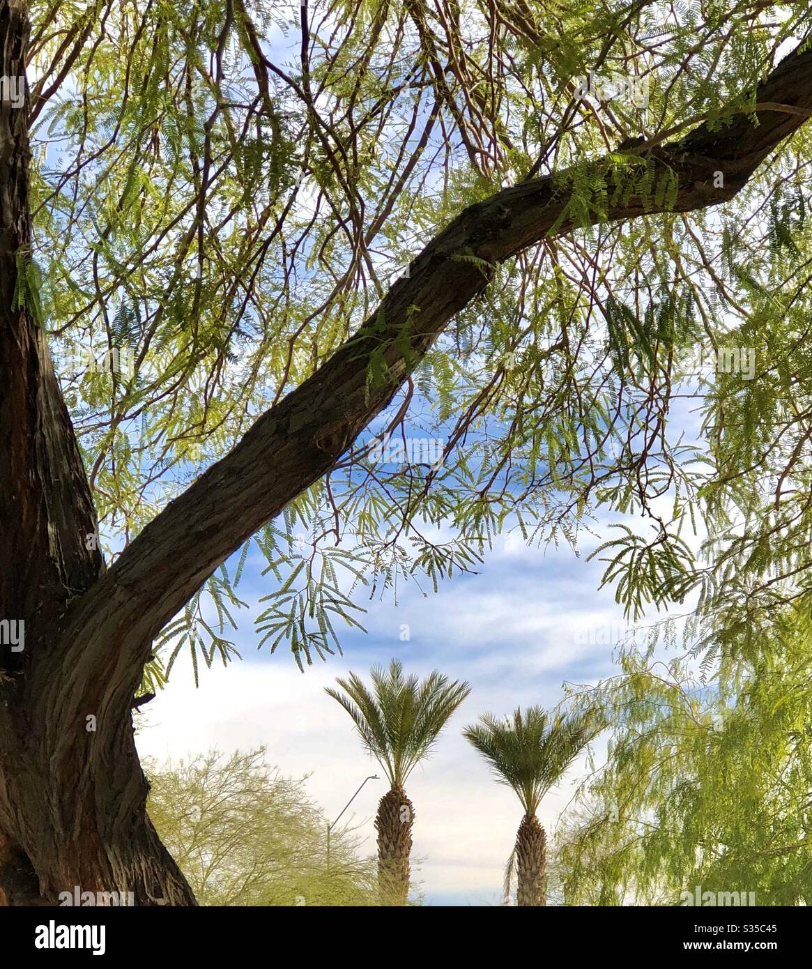 Large tree branch, other branches, framing, two palm trees, lower ...