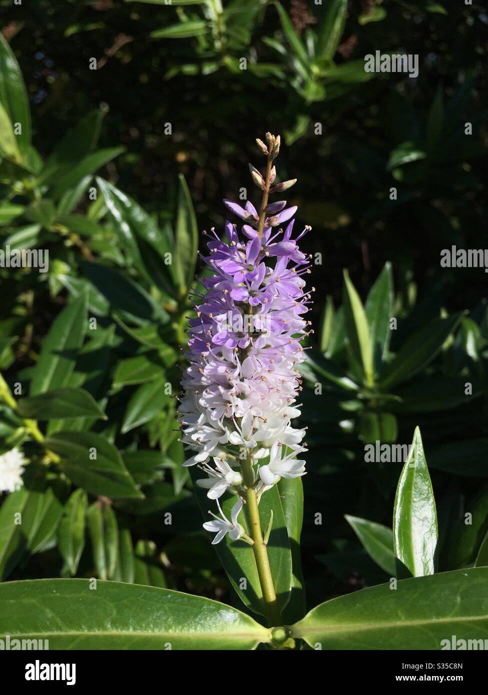 White hebe flower hi-res stock photography and images - Alamy