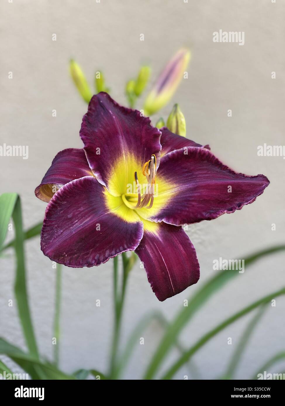 Yellow and maroon flower hi-res stock photography and images - Alamy