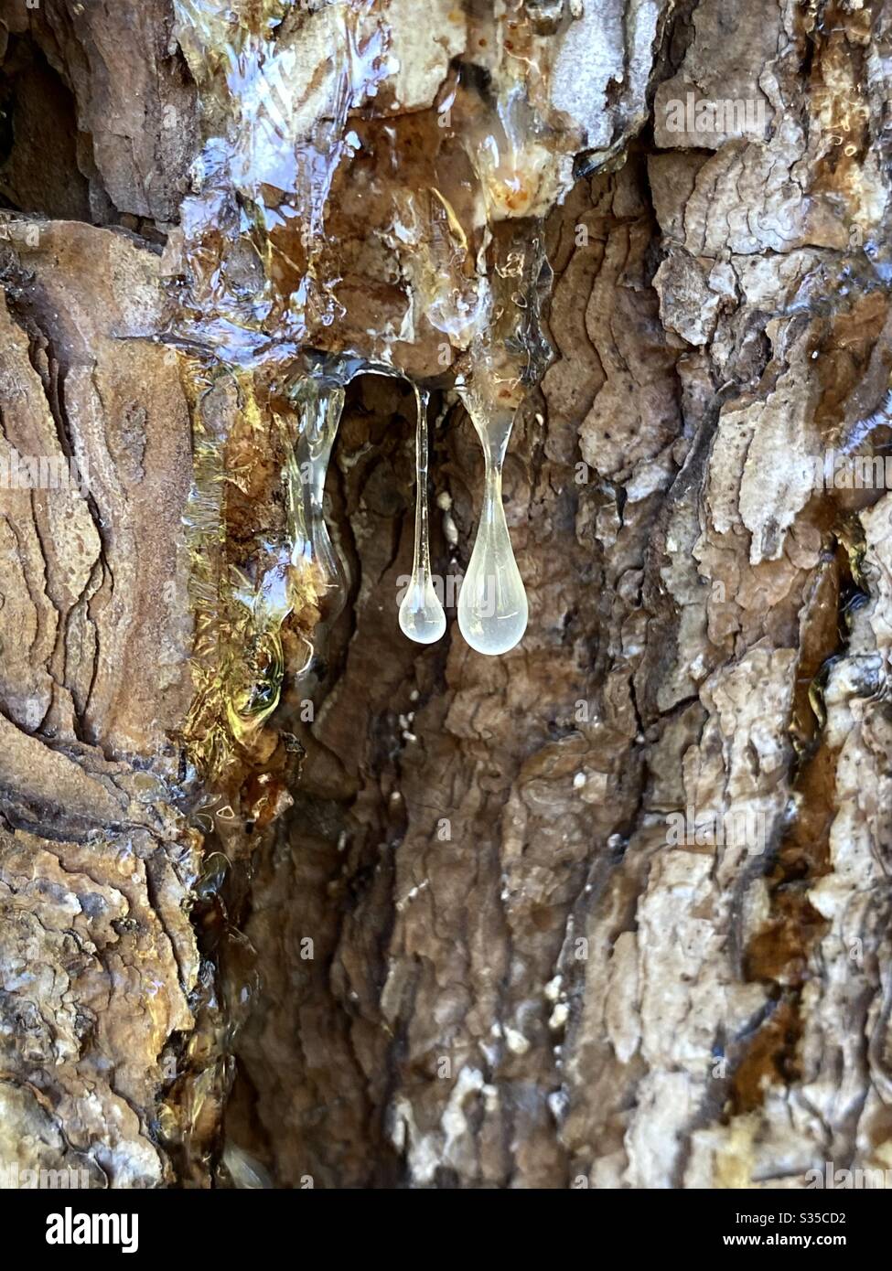 Macro of tree sap droplets on a pine tree Stock Photo - Alamy