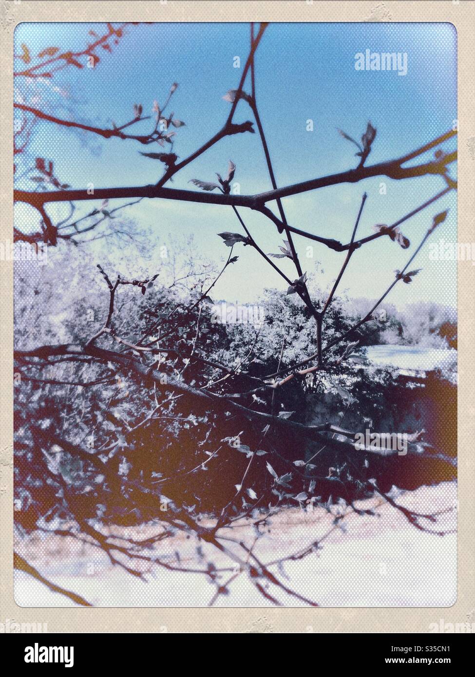 Hedge effect hi-res stock photography and images - Alamy