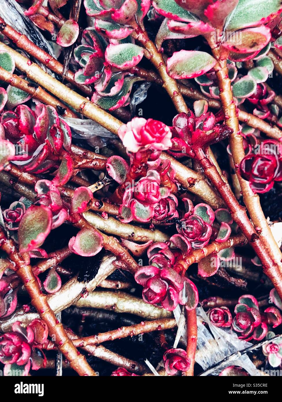 Groundcover succulent hi-res stock photography and images - Alamy