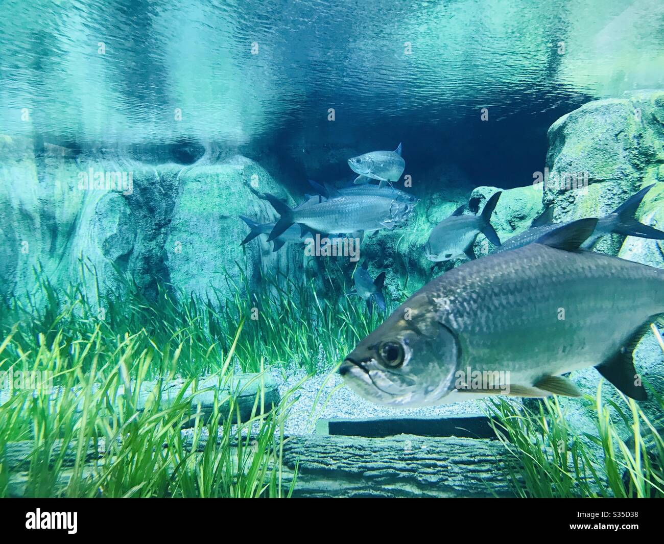 African Tiger Fish Aquarium