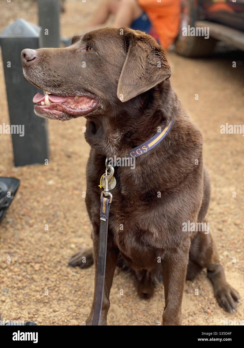Moose chocolate hi-res stock photography and images - Alamy
