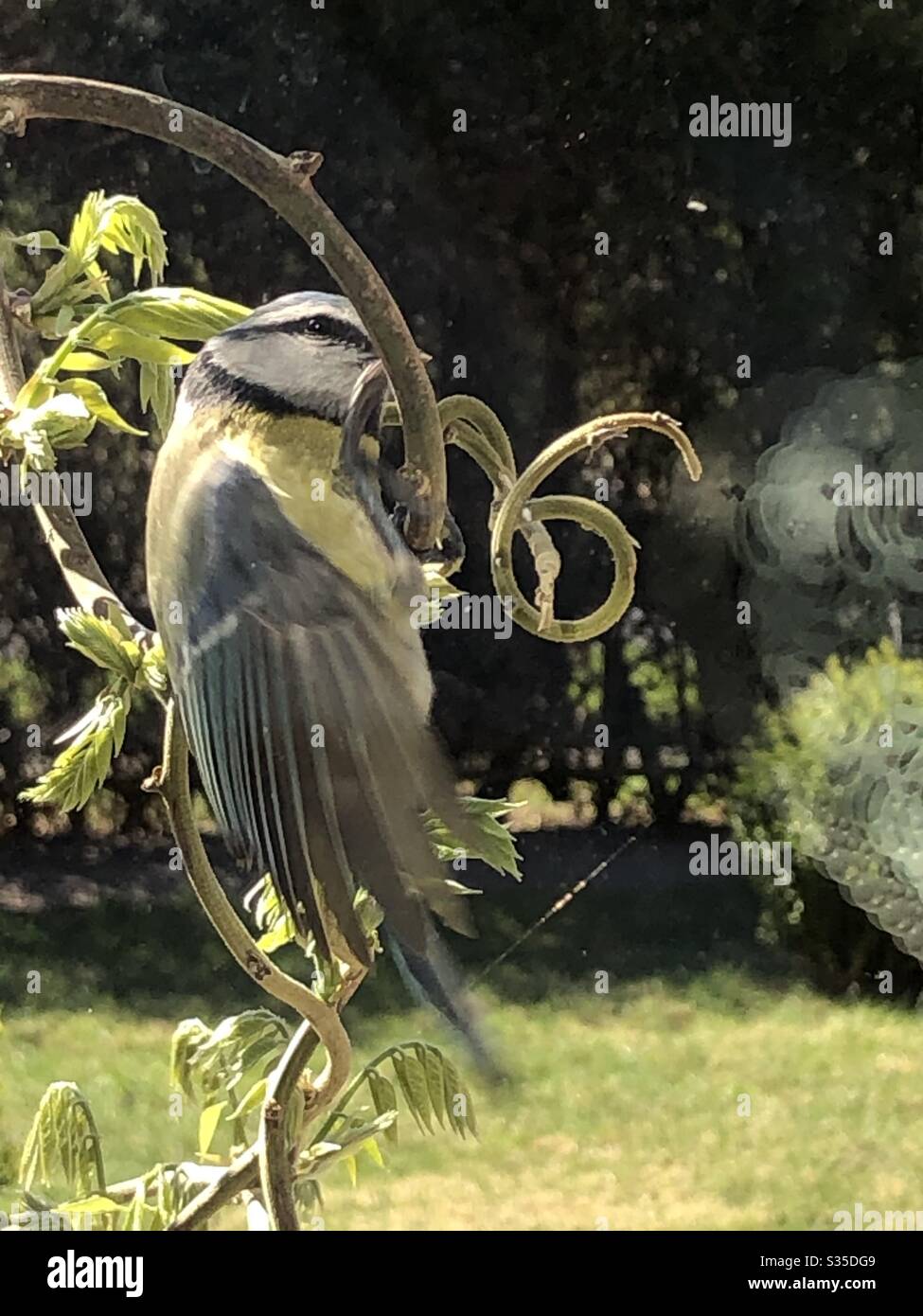 Just hanging around waiting for food. Blue tit on Wisteria Stock Photo ...