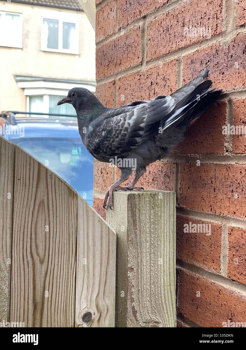 Pigeon gate fence hi-res stock photography and images - Alamy