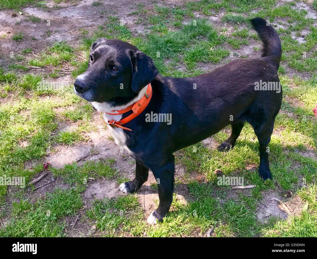 Lab black white hi-res stock photography and images - Alamy Lab black white hi-res stock photography and images - Alamy