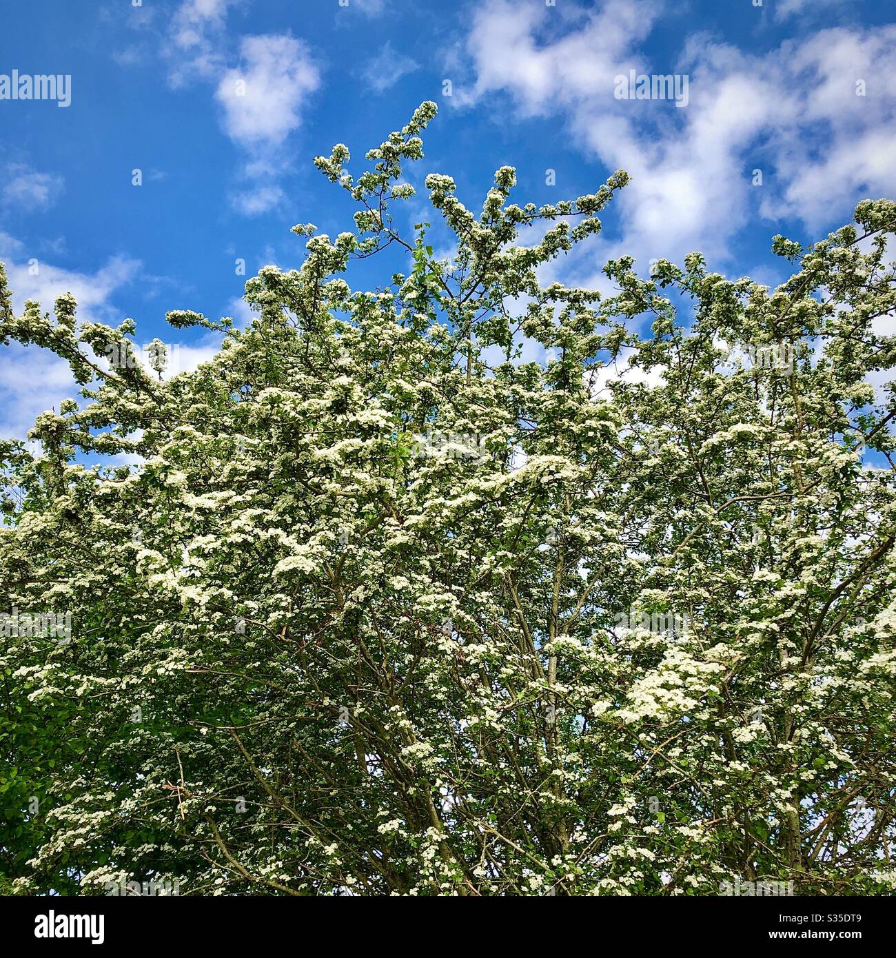Hawthorn tree hi-res stock photography and images - Alamy