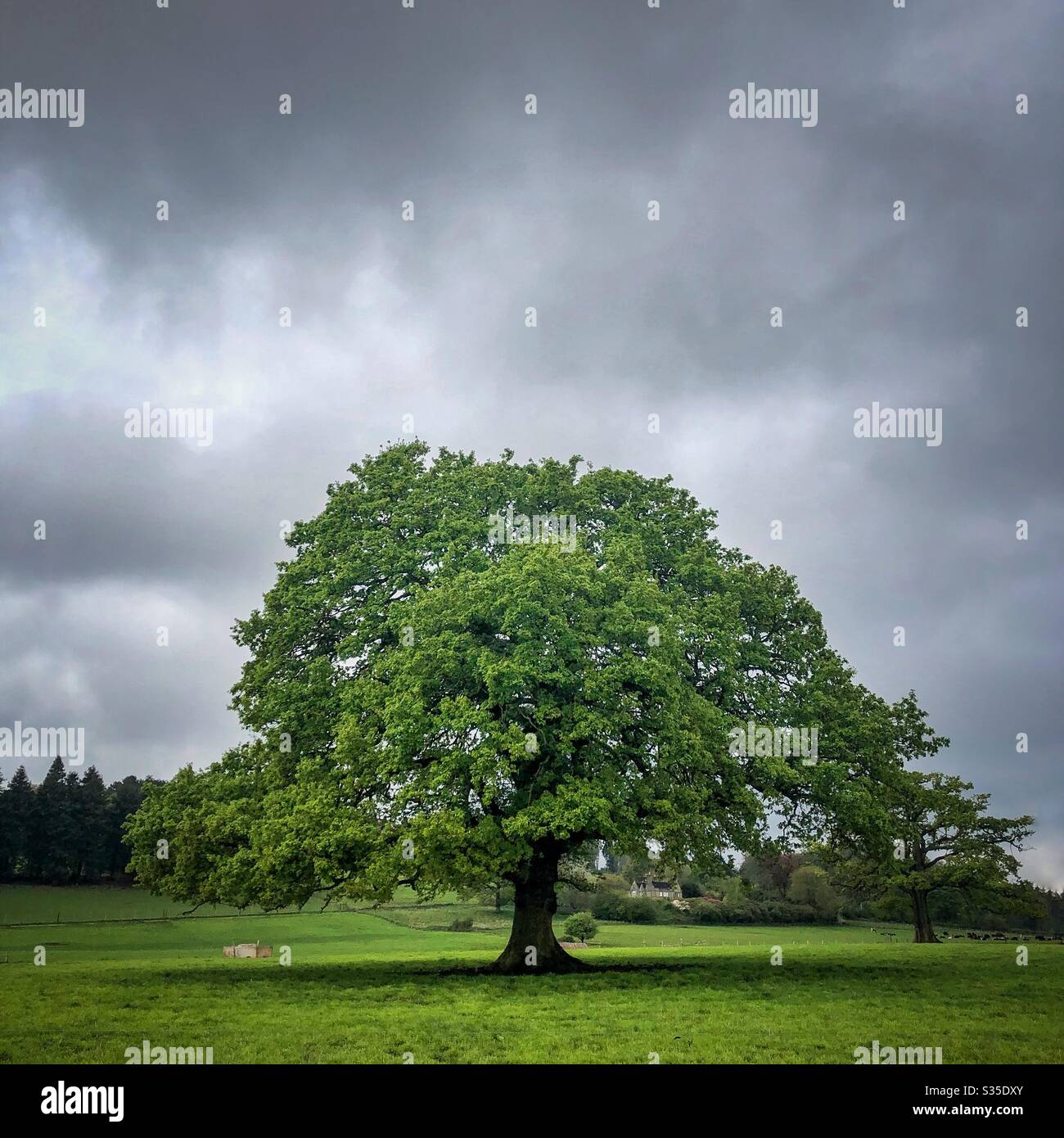 Grand old tree Stock Photo - Alamy