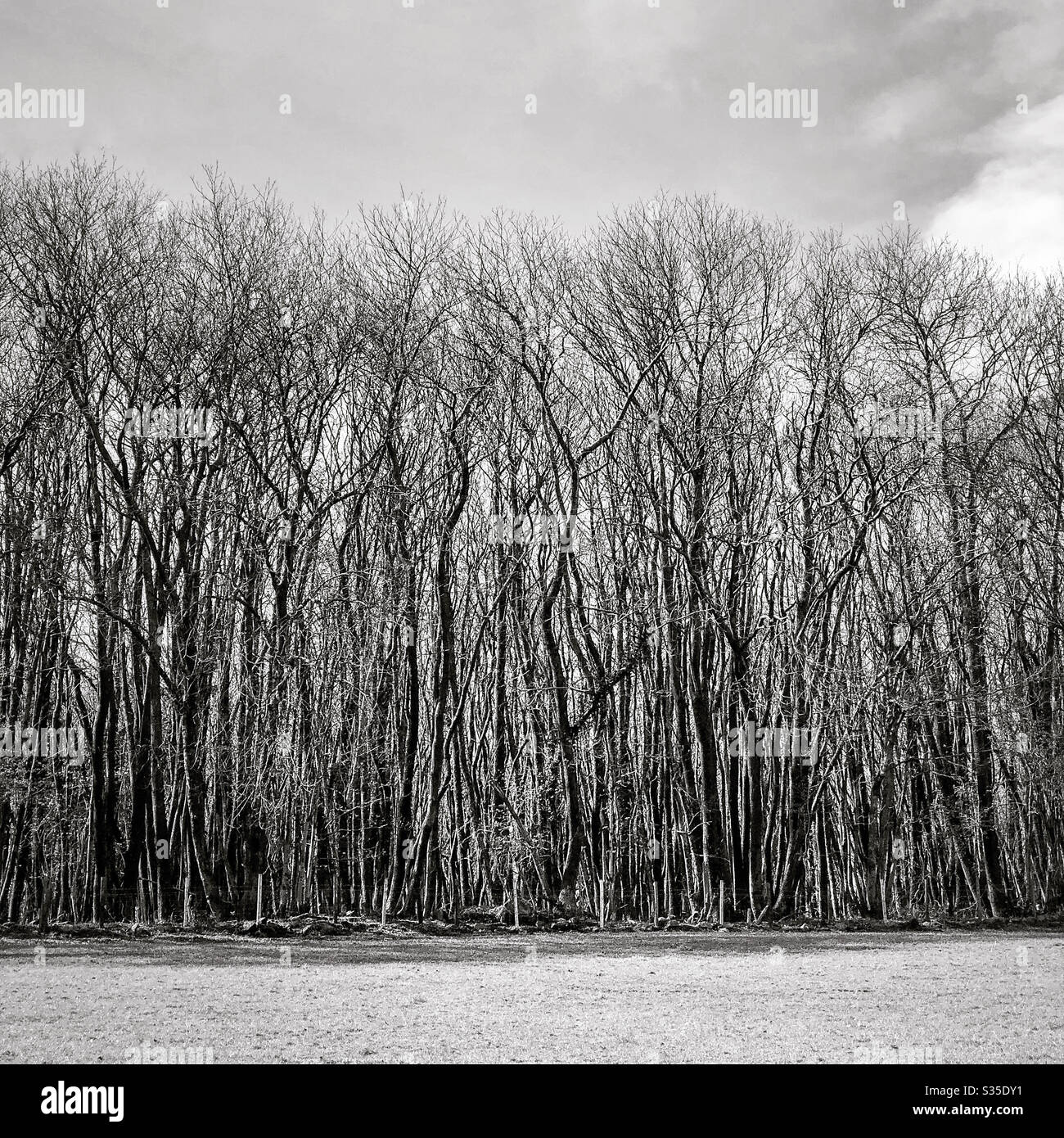 Line of trees Stock Photo - Alamy