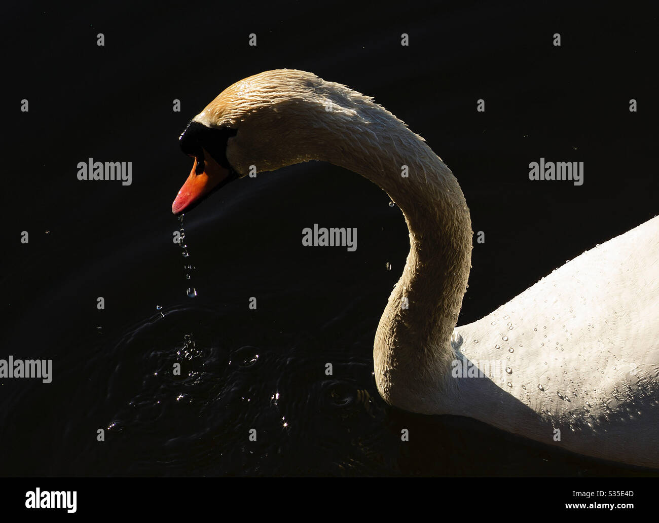 Swan dive hi-res stock photography and images - Alamy