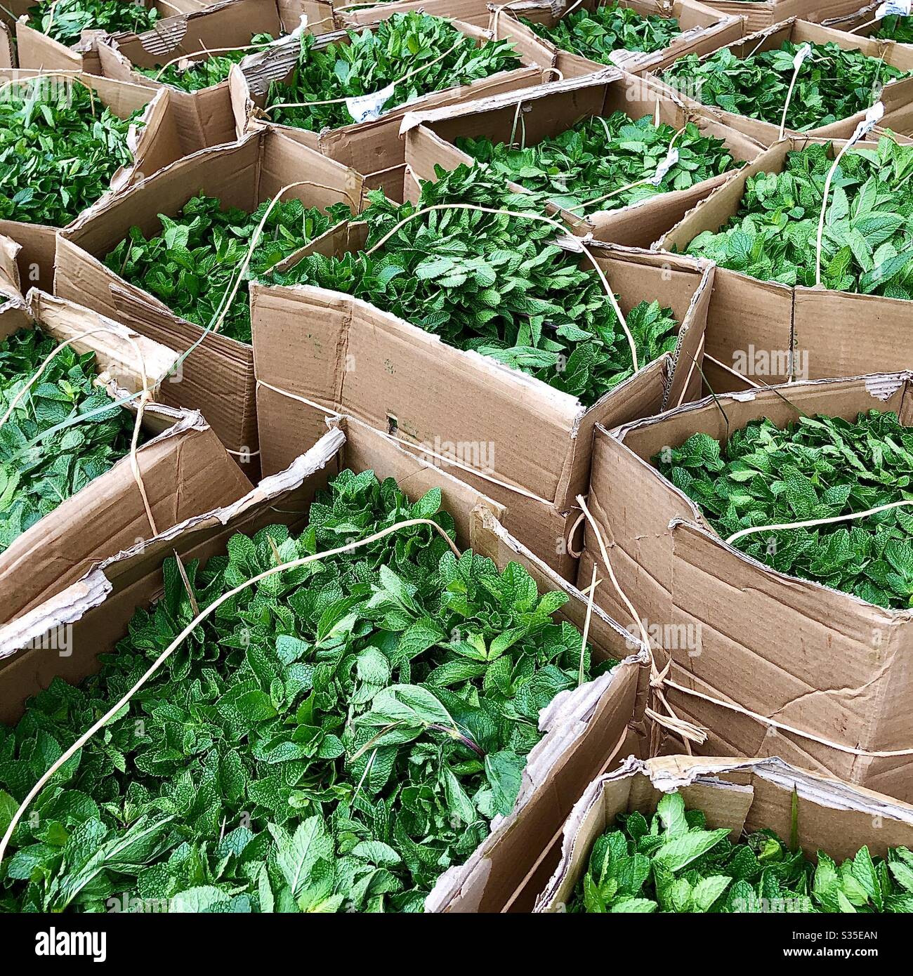 Cardboard boxes of fresh mint in Arab market - Brussels, Belgium Stock ...