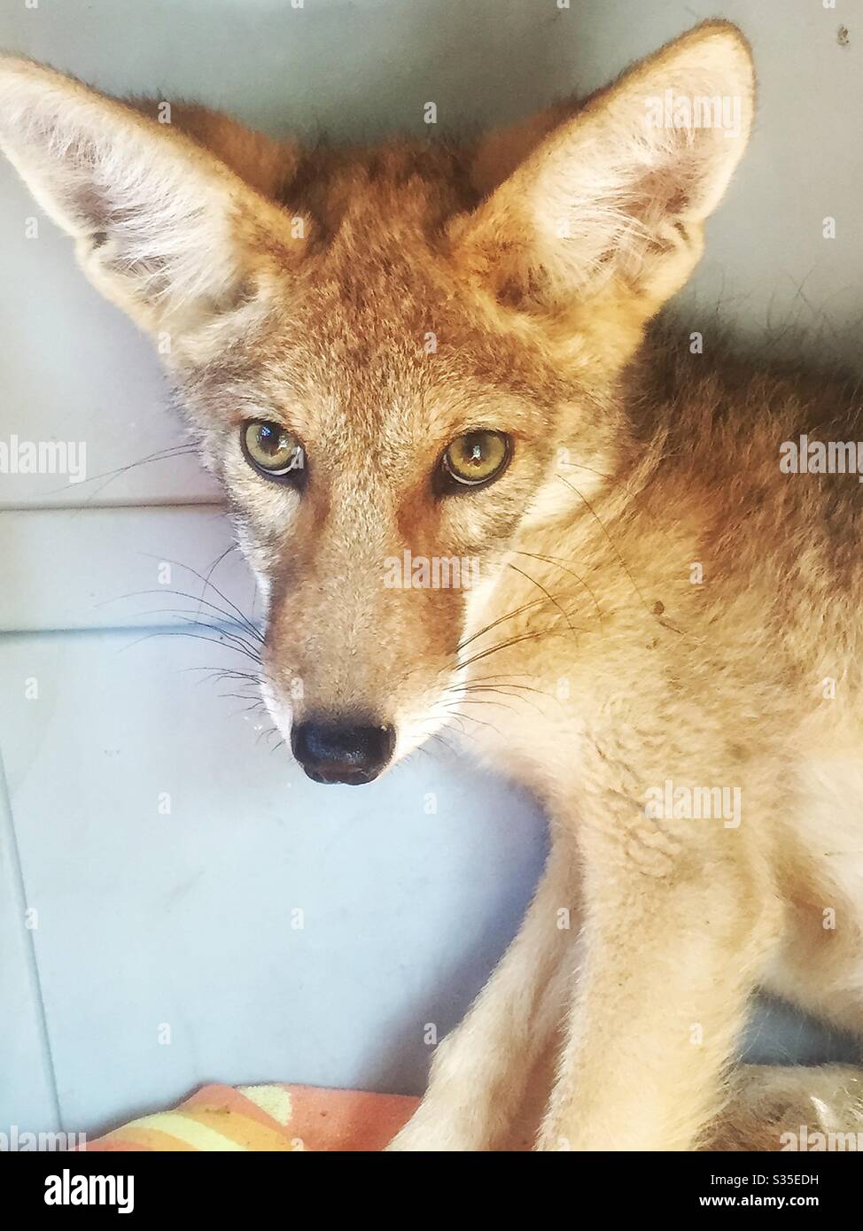 Coyote pup hi-res stock photography and images - Alamy