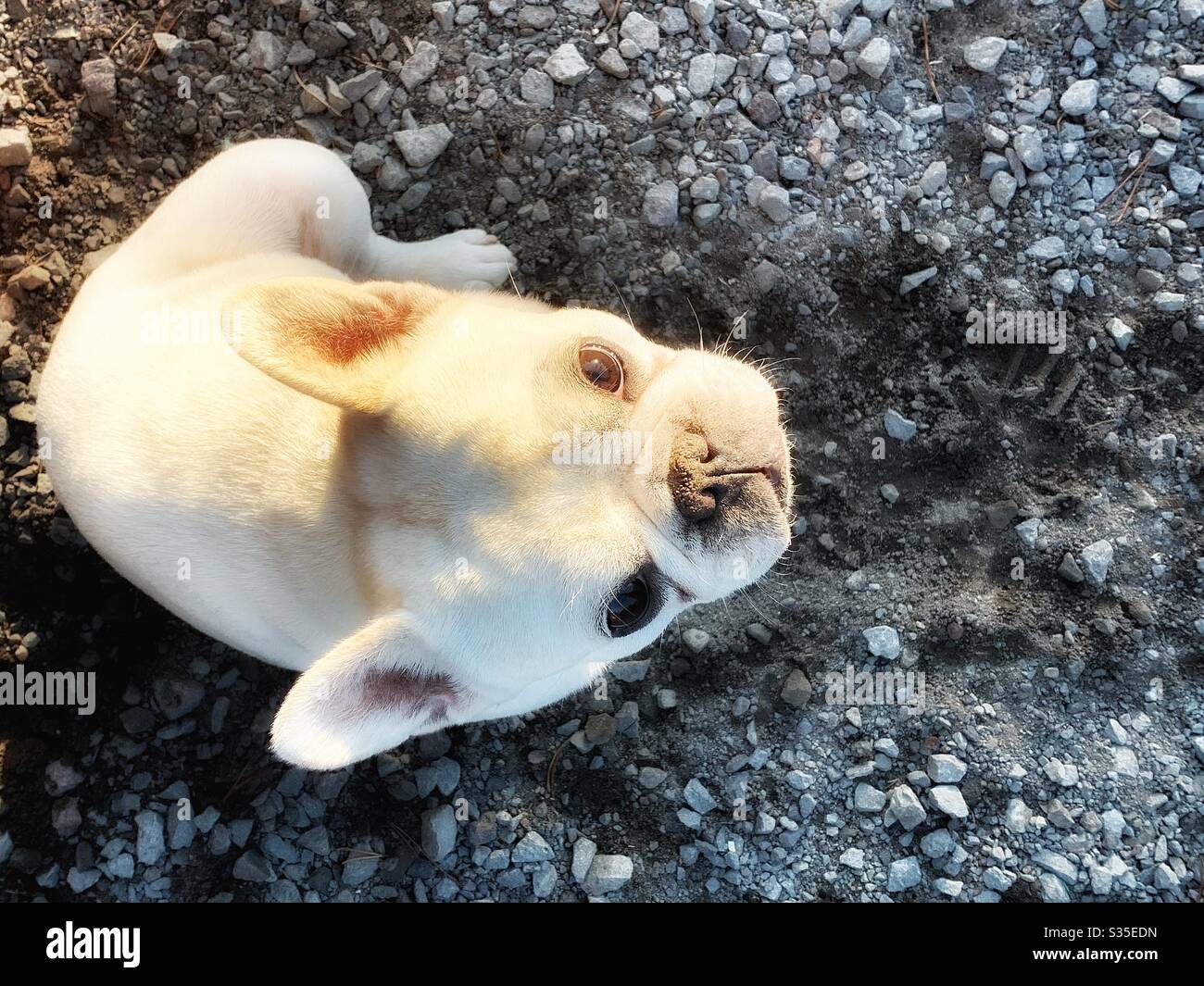 Frenchie dogs hi-res stock photography and images - Alamy