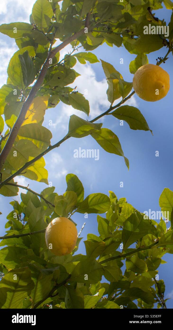 Lemon tree from below. Two big lemons hanging on the three. Blue sky ...
