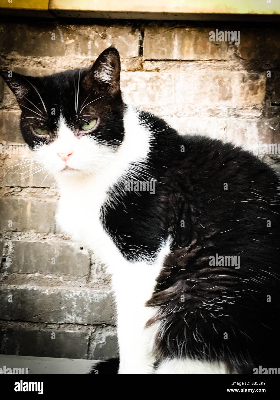 Moody cat hi-res stock photography and images - Alamy