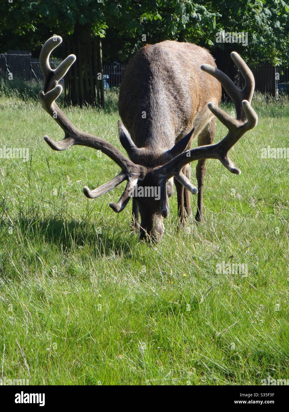 Velvet head hi-res stock photography and images - Alamy