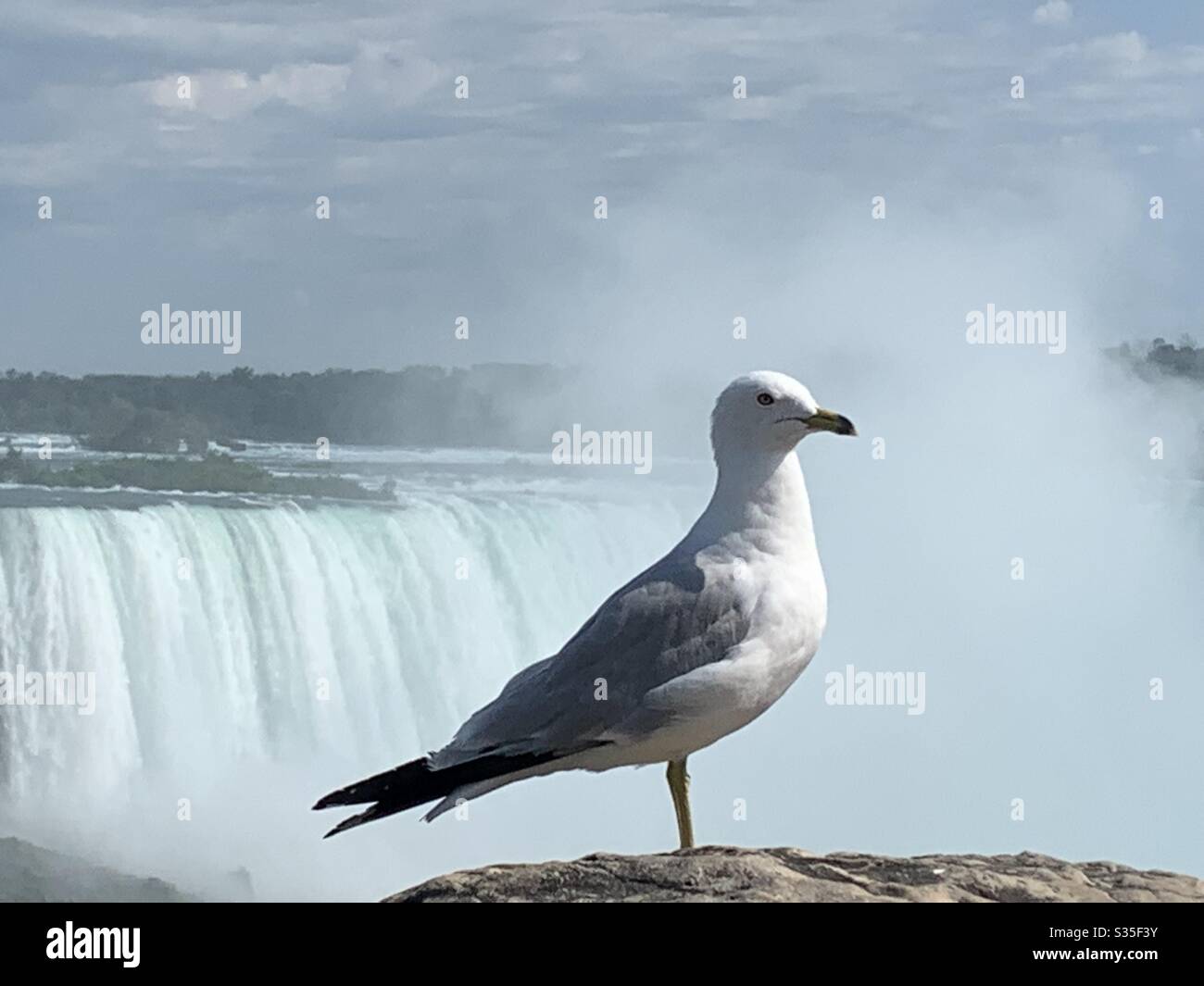 Niagara Falls Seagull High Resolution Stock Photography and Images - Alamy