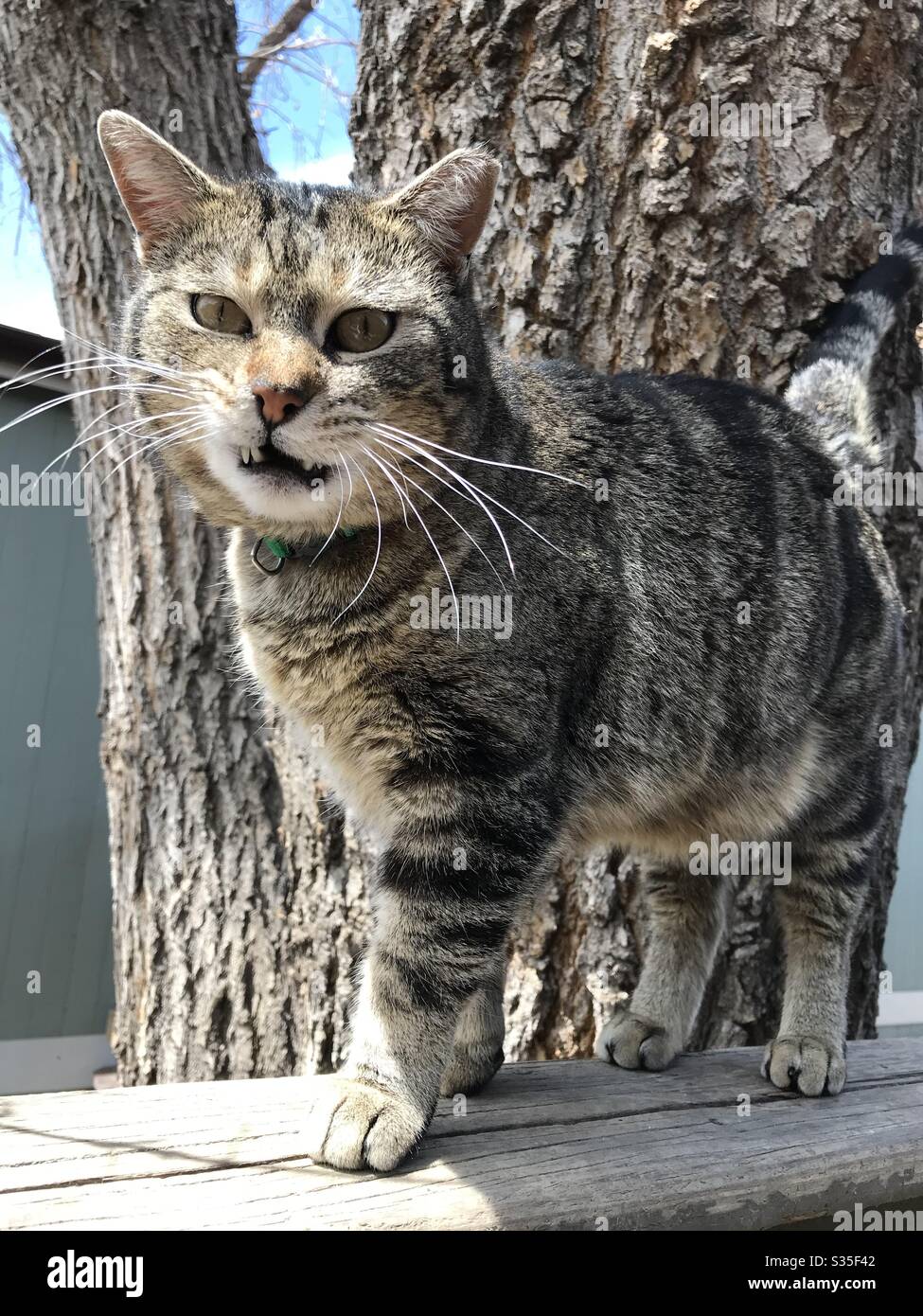 Cat showing teeth hi-res stock photography and images - Alamy