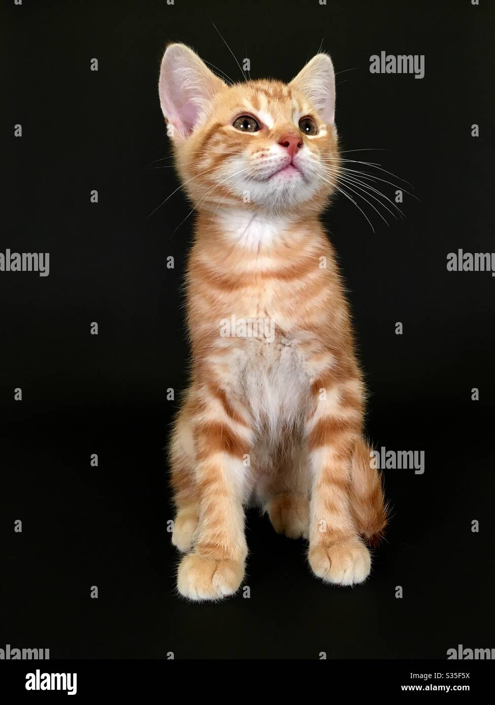 Cute ginger tabby cat kitten Stock Photo - Alamy