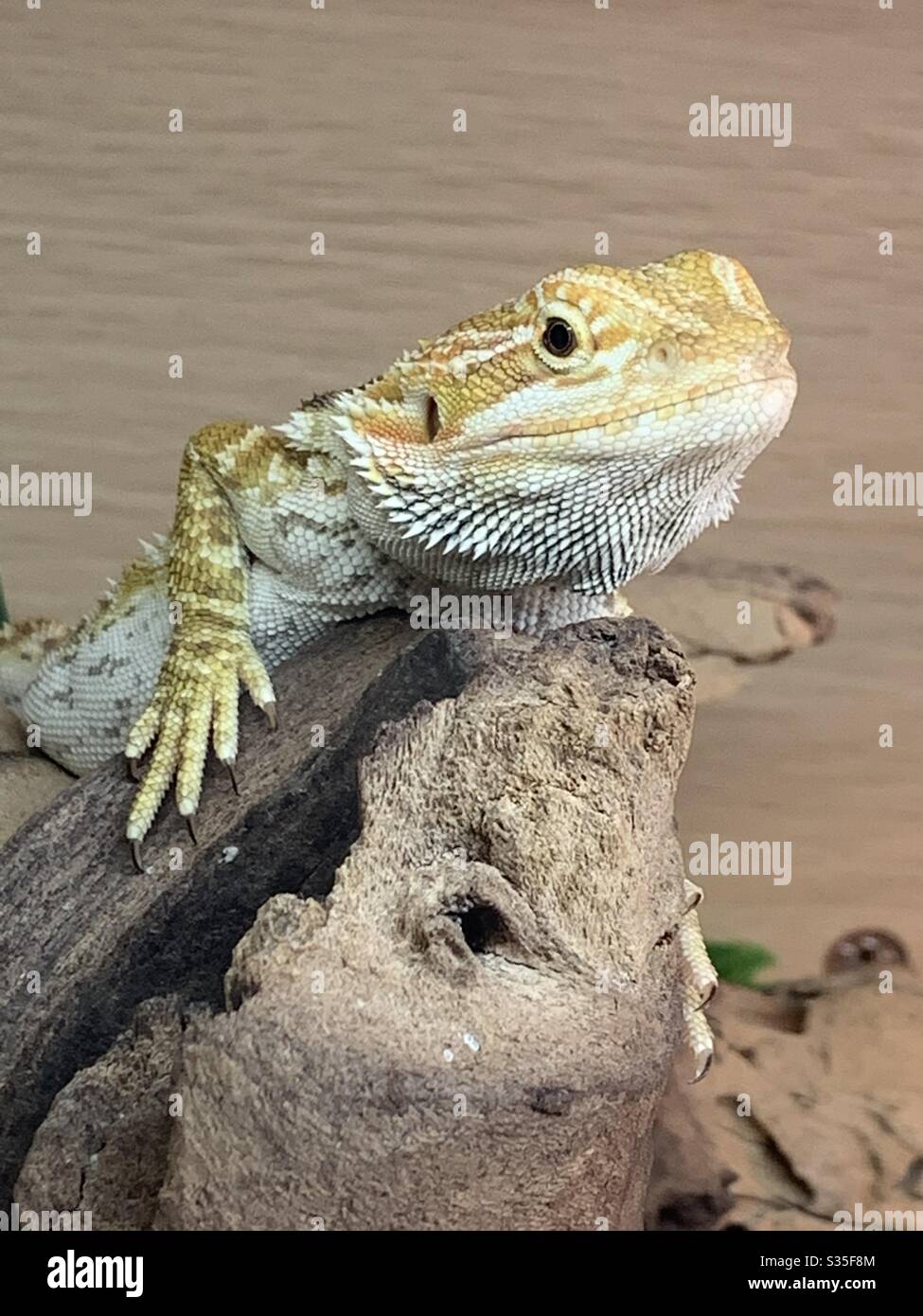 Back dragon hi-res stock photography and images - Alamy