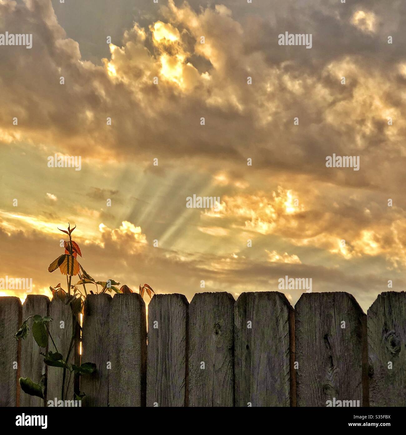 Sun on wood fence hi-res stock photography and images - Alamy