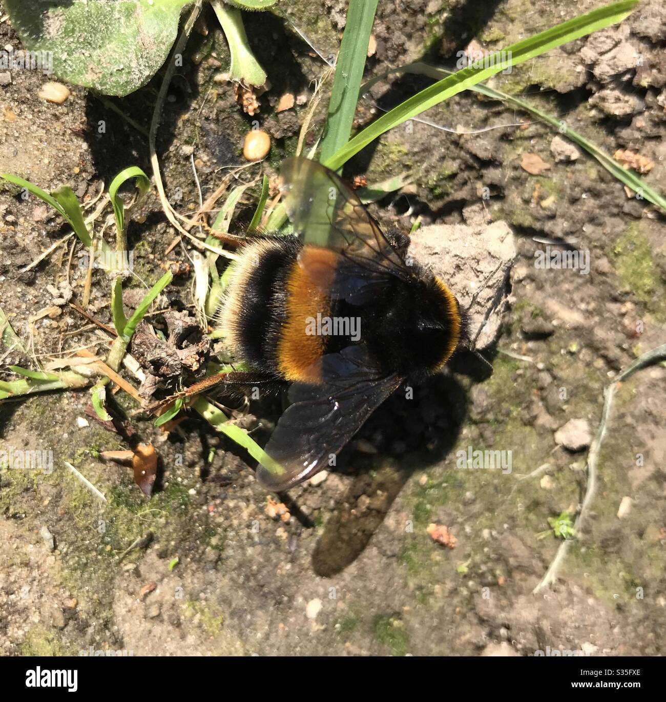 Black mud bee hi-res stock photography and images - Alamy